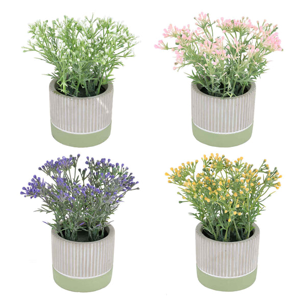 Plant de verdure avec bourgeons colorés dans un pot de ciment, 5,9 ...